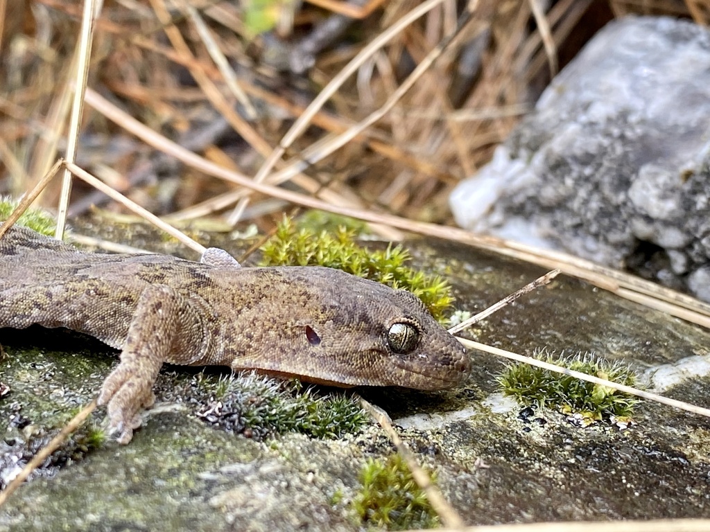New Zealand Brown Geckos in March 2023 by qohalloran · iNaturalist