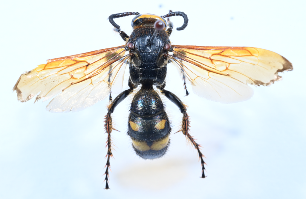 Scolia nobilis from 中国湖北省武汉市武昌区 on July 15, 2022 by yinong · iNaturalist