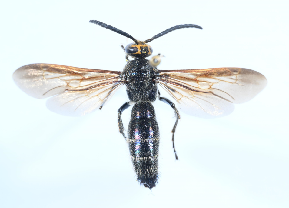 Scolia superciliaris from 中国安徽省铜陵市铜官区 on July 24, 2022 by yinong · iNaturalist