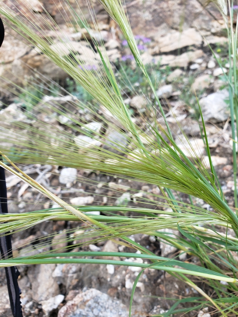 cape ricegrass from Palm Desert, CA, USA on March 22, 2023 at 05:52 PM ...