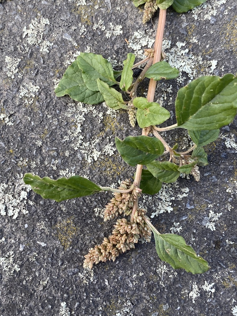 Prostrate Amaranth from Te Waipounamu/South Island, Lincoln, Canterbury ...
