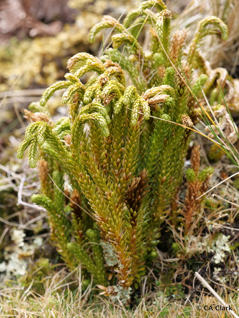 hanging clubmoss from Campbell Island, New Zealand on December 02, 2022 ...