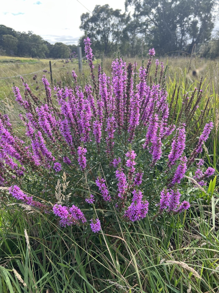 purple loosestrife from Pyramids Rd, Eukey, QLD, AU on March 23, 2023 ...
