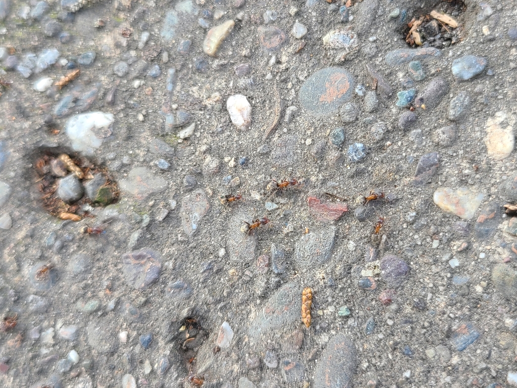 Western Velvety Tree Ant from Sebastopol, CA 95472, USA on March 22 ...