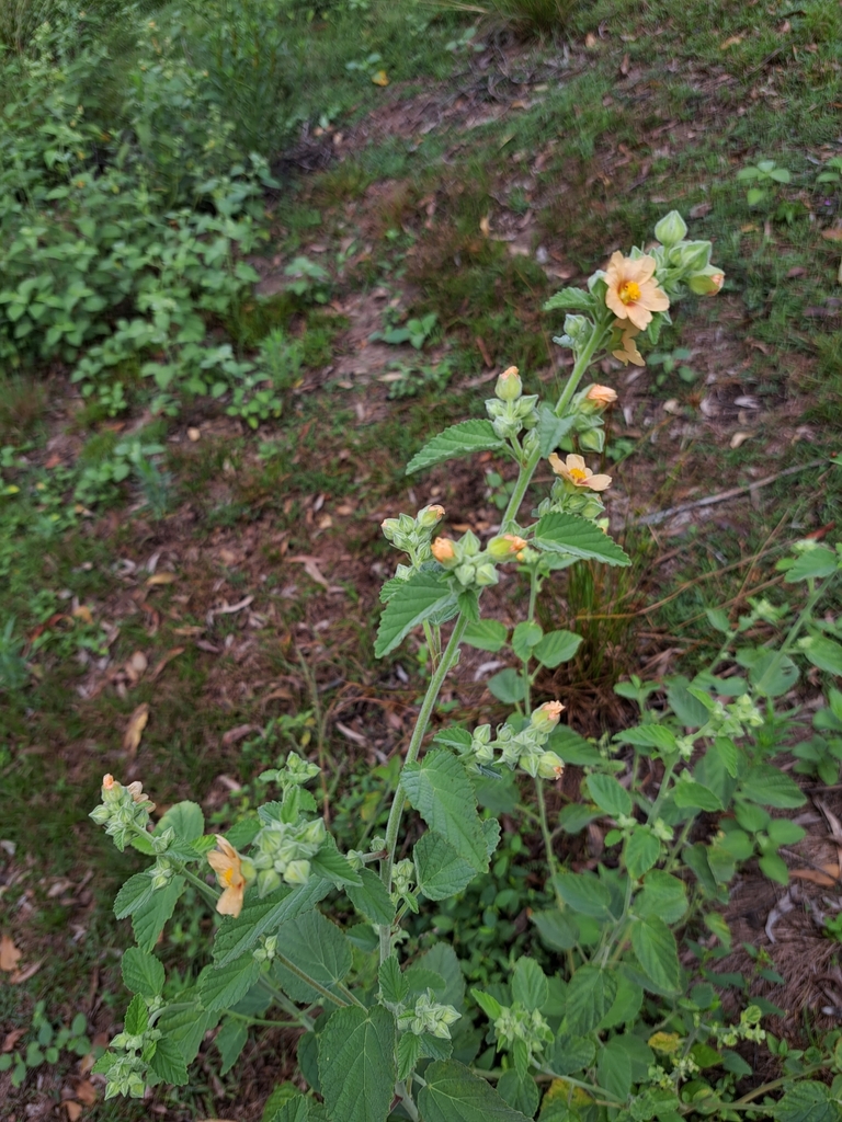 flannel weed from Queensland, AU on March 23, 2023 at 10:12 AM by ...