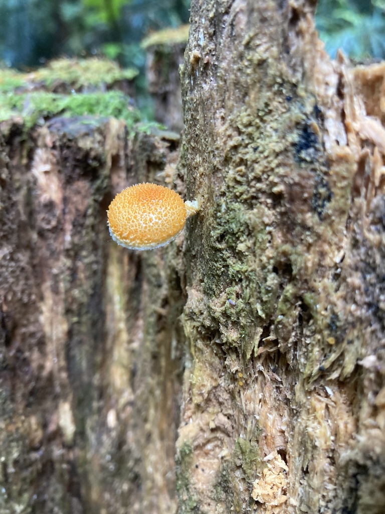 Golden-scruffy Collybia from Lamington National Park, Natural Bridge ...