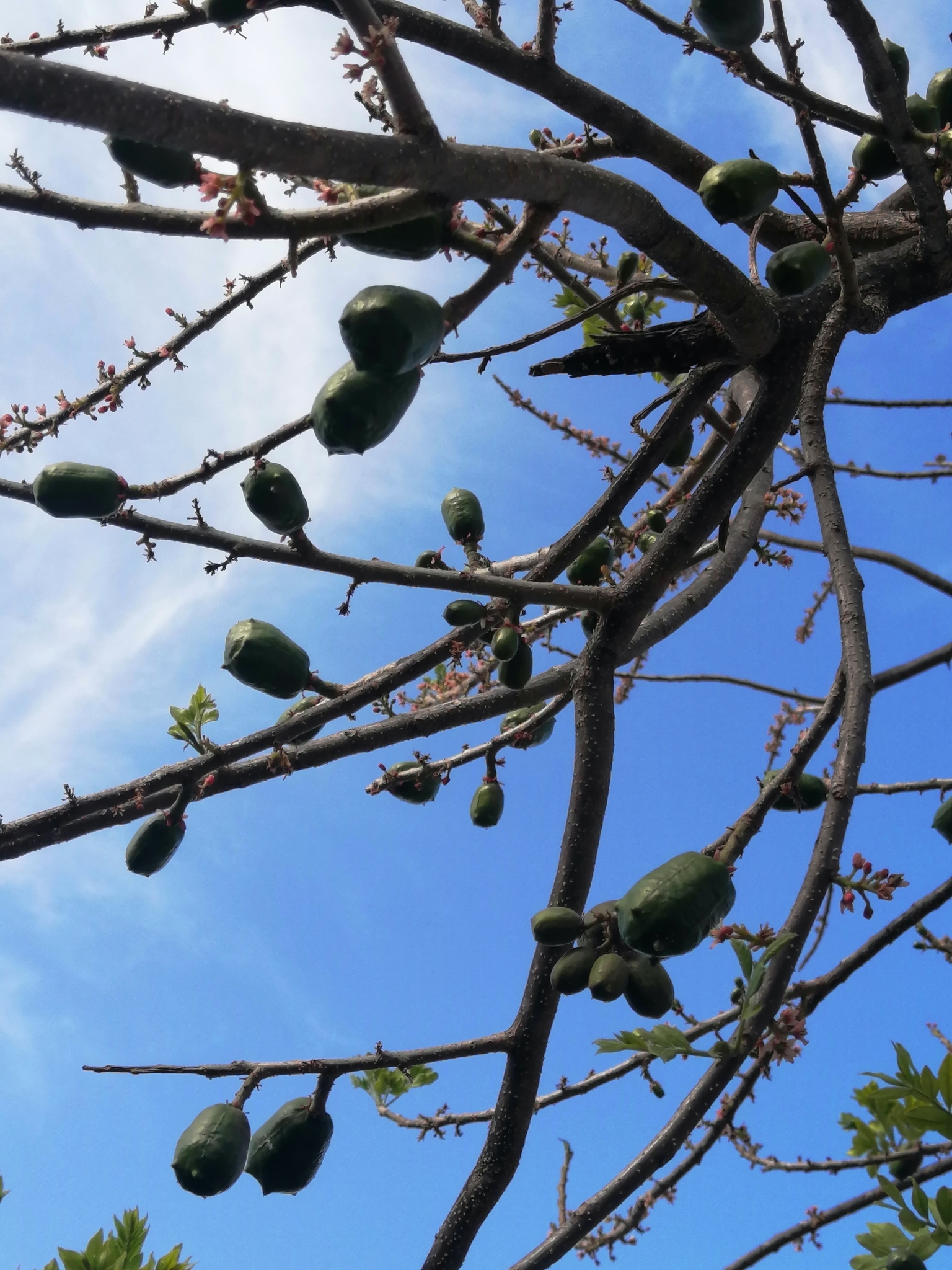 Spondias purpurea L.