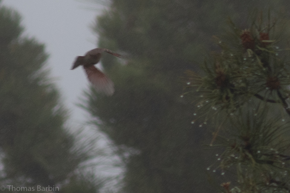 Northern Cardinal from Maui County, HI, USA on March 22, 2023 at 05:22 ...