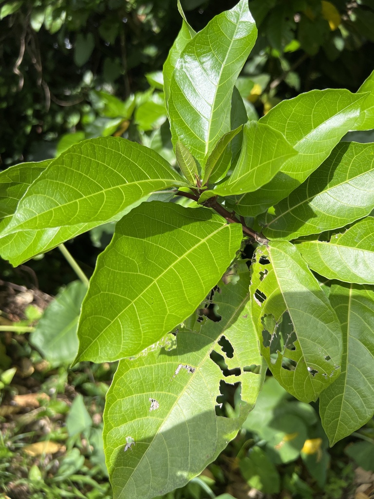 Ficus copiosa from Koror, Palau, PW on March 23, 2023 at 03:37 PM by ...