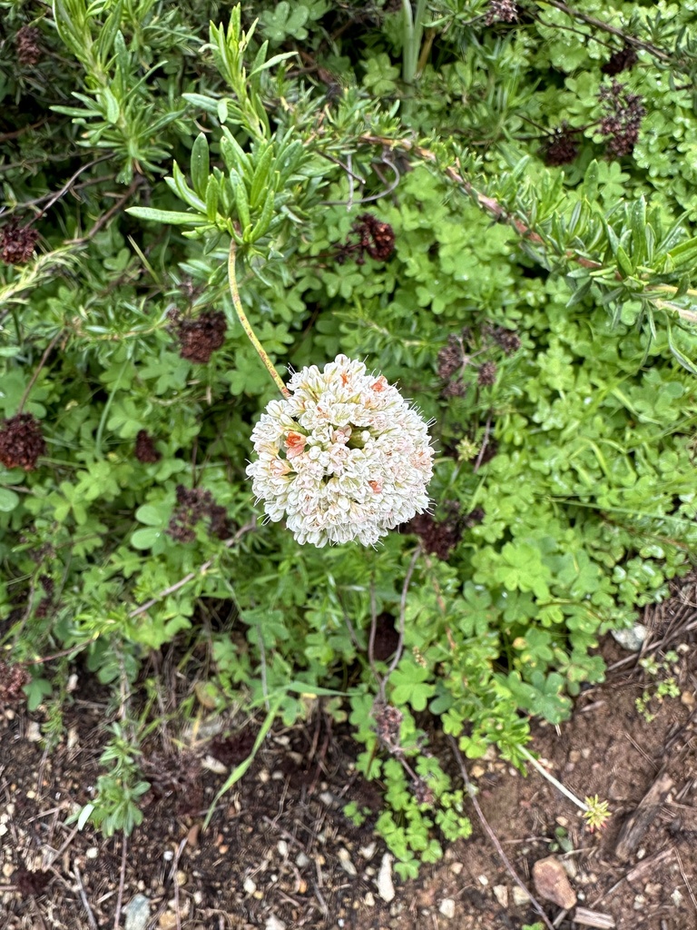 California Buckwheat from Crystal Ct, San Marcos, CA, US on March 21 ...
