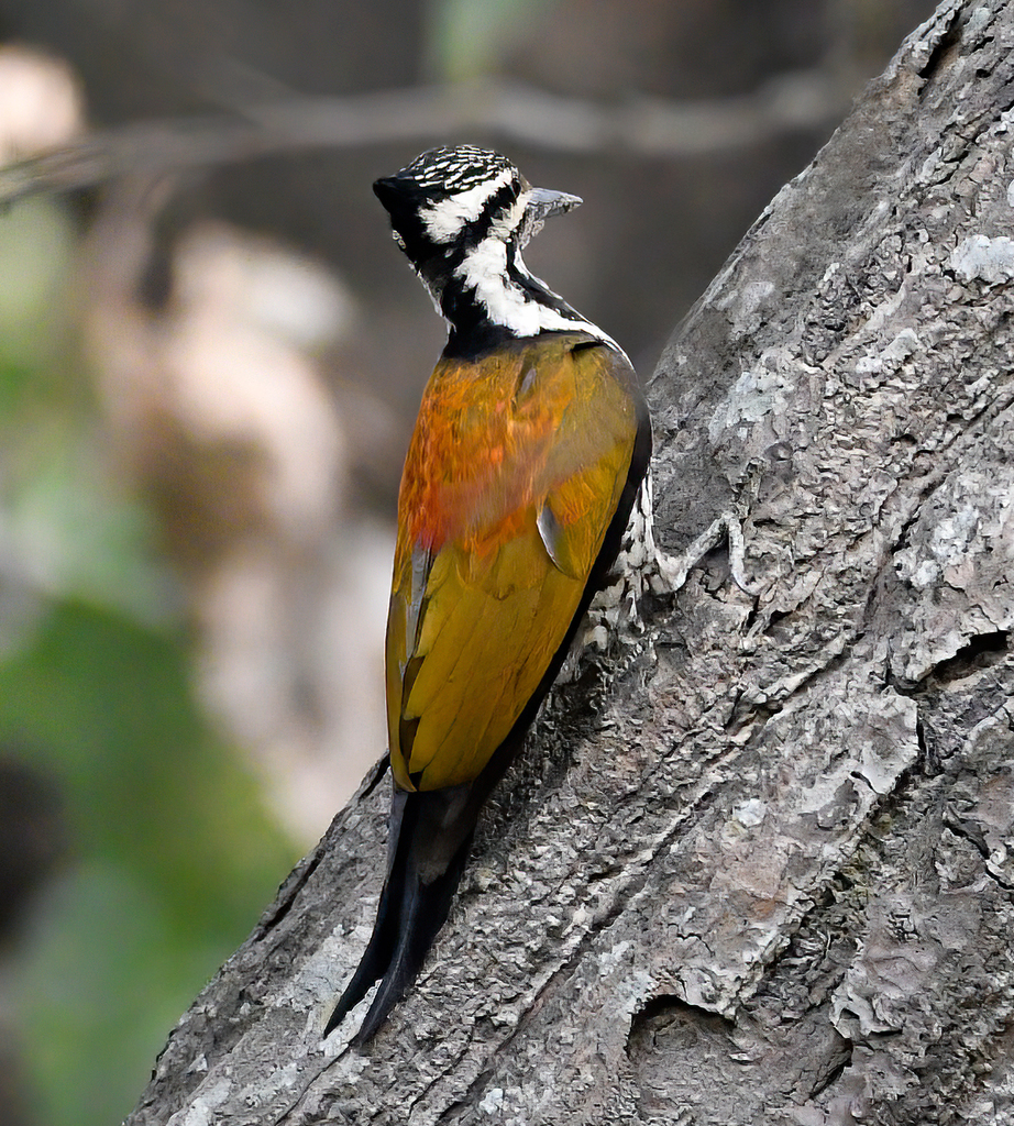Himalayan Flameback from Dogadda Range, Uttarakhand 244715, India on ...