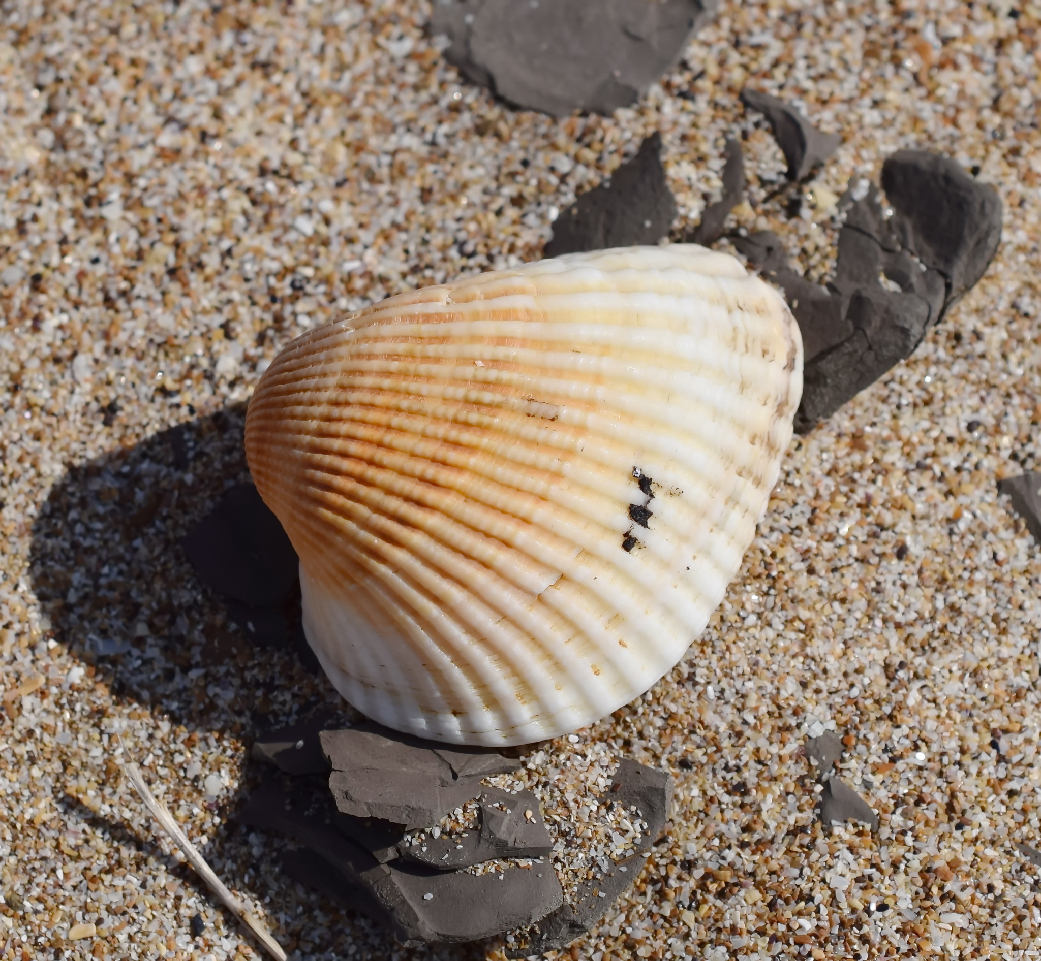 Anadara kagoshimensis (Tokunaga, 1906)