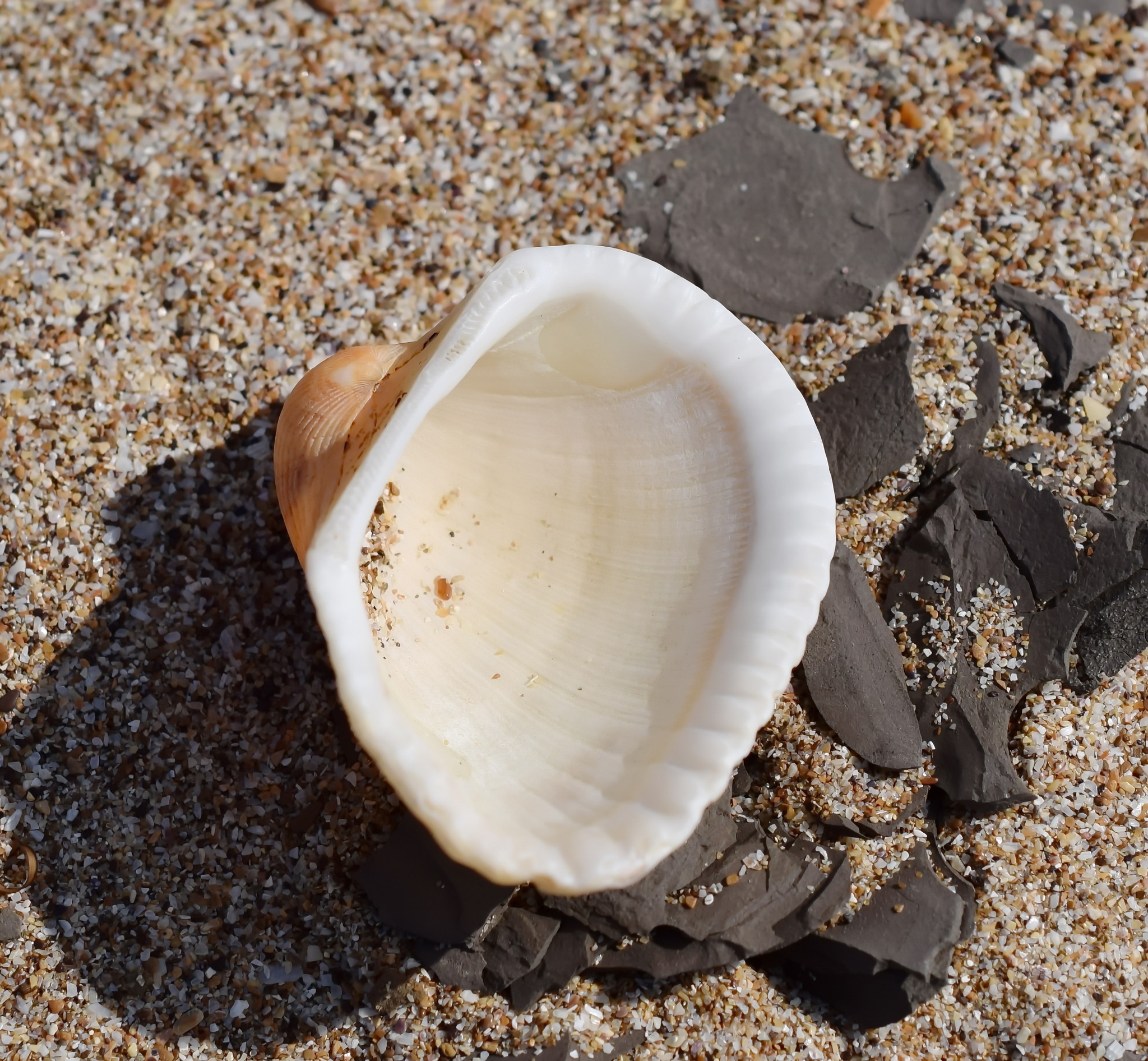 Anadara kagoshimensis (Tokunaga, 1906)