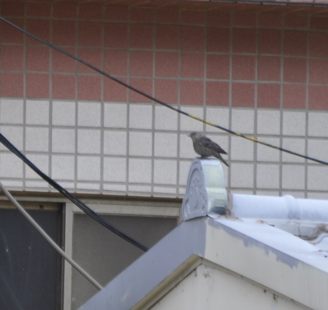 Monticola solitarius philippensis (Statius Muller, 1776)