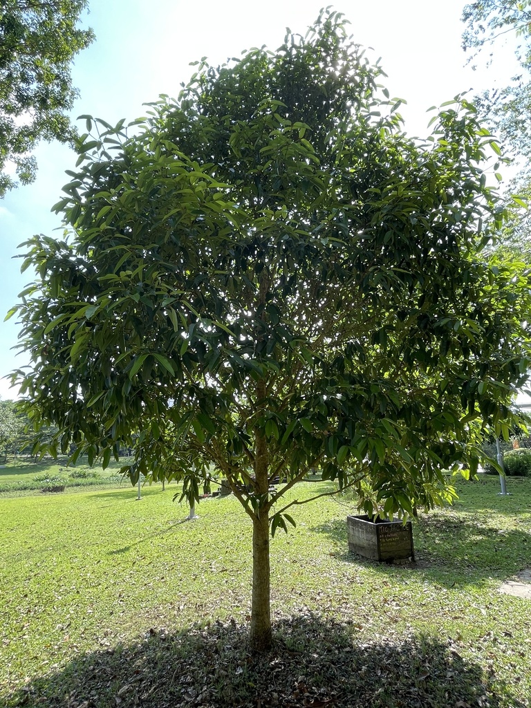 Bintangor Bunut from Bishan-Ang Mo Kio Park, SG on March 23, 2023 at 10 ...