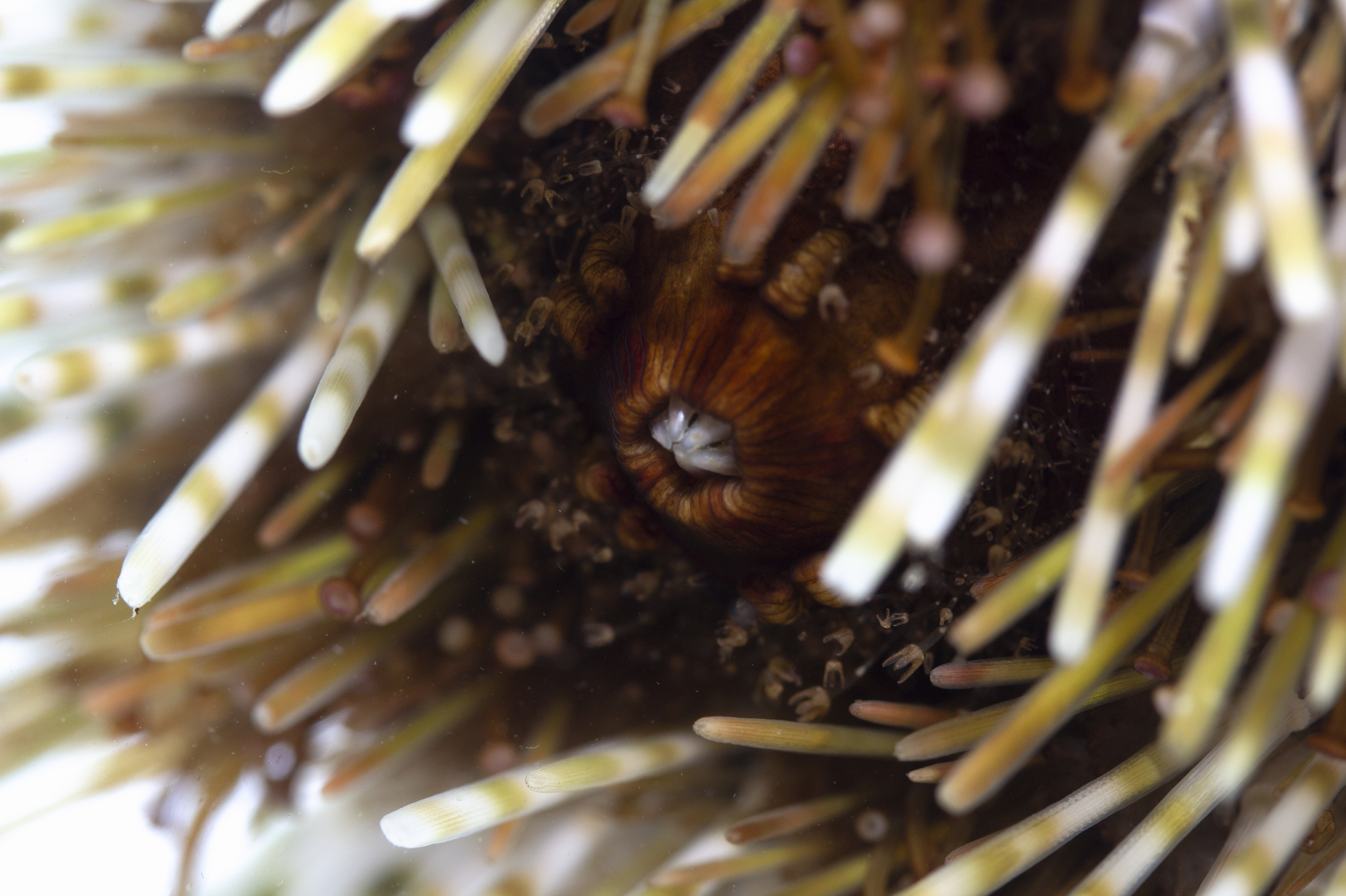Echinothrix calamaris (Pallas, 1774)