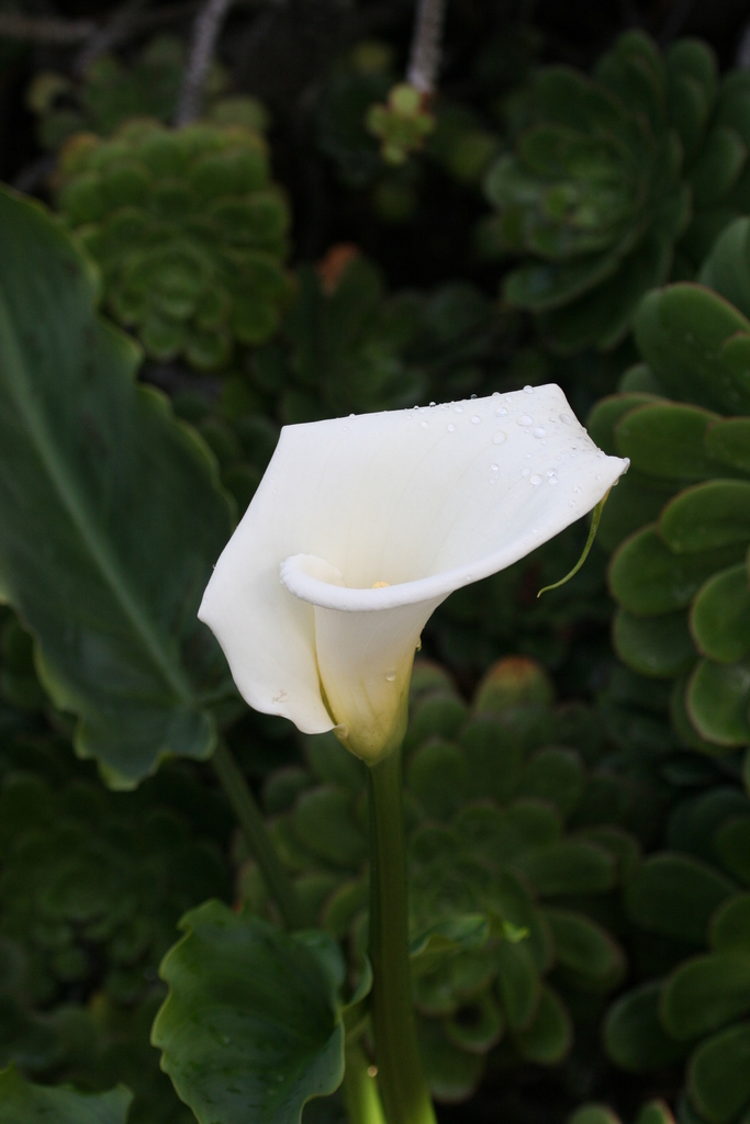 calla lily from Alcatraz Island, CA, USA on September 25, 2014 at 12:49 ...