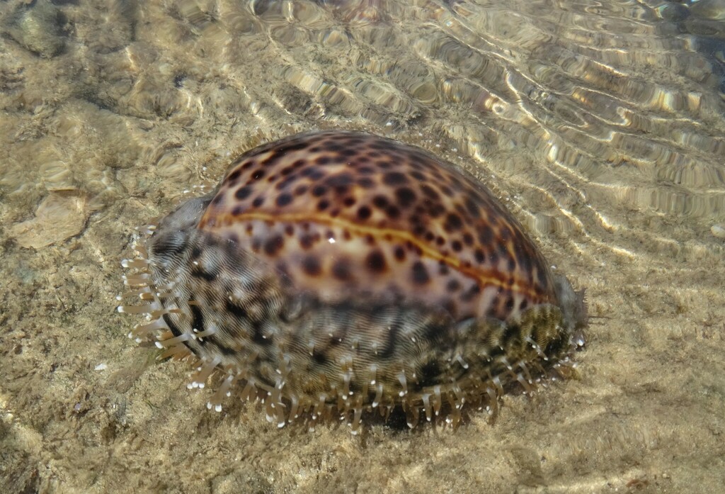 Tiger Cowry from Wasini Island, Kenya on March 22, 2023 at 11:11 AM by ...