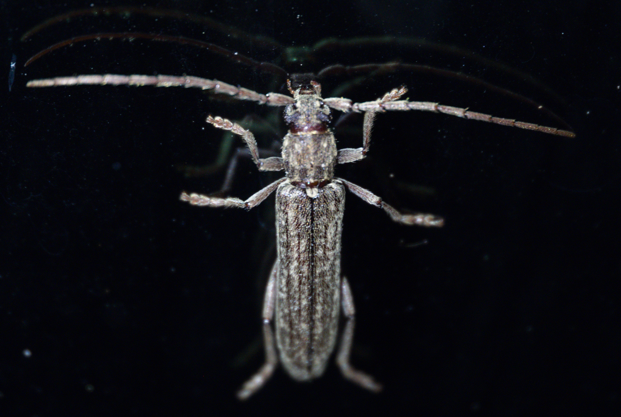 Anelaphus villosus (Fabricius, 1793)