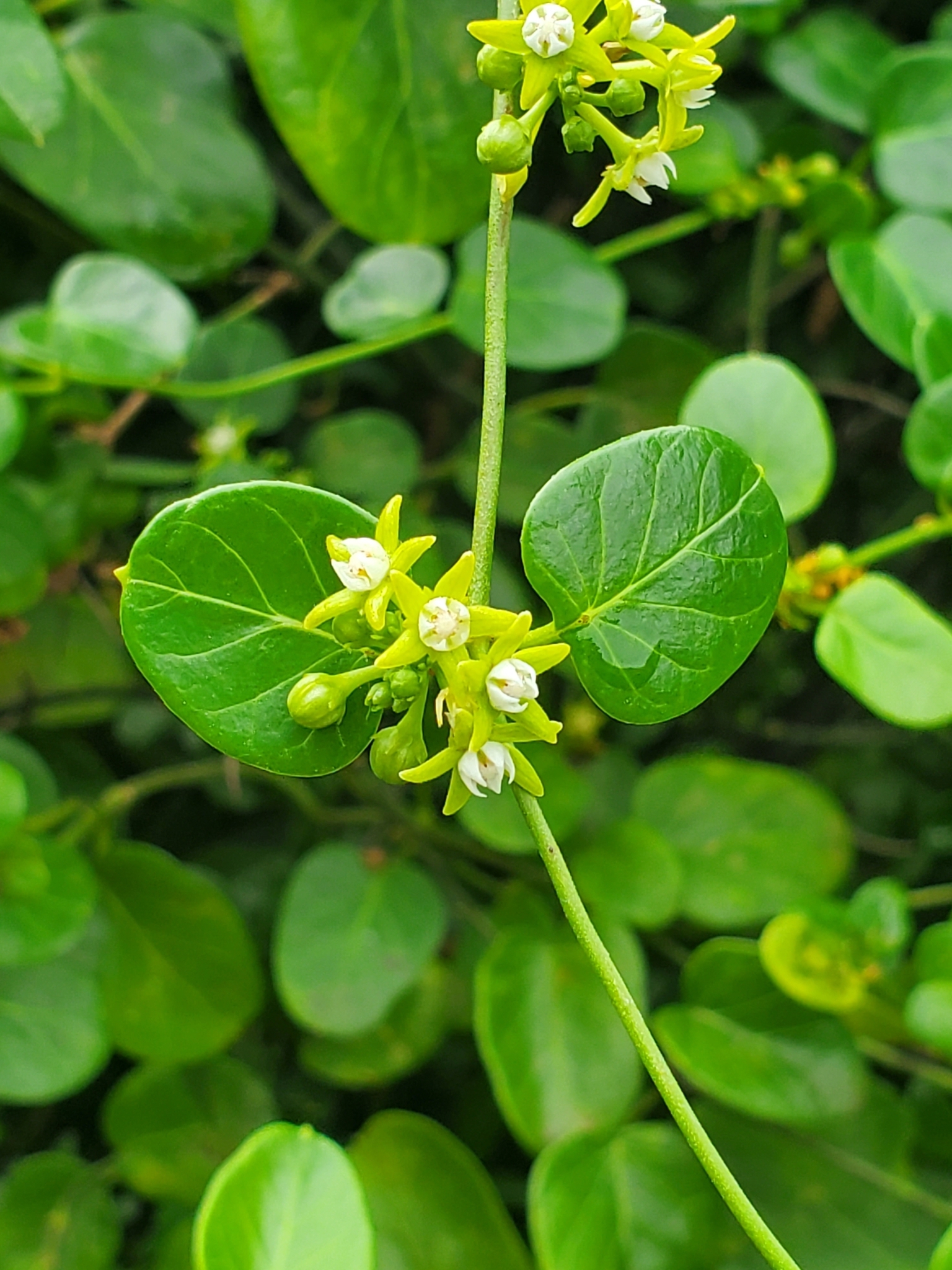 Cynanchum obtusifolium L.fil.