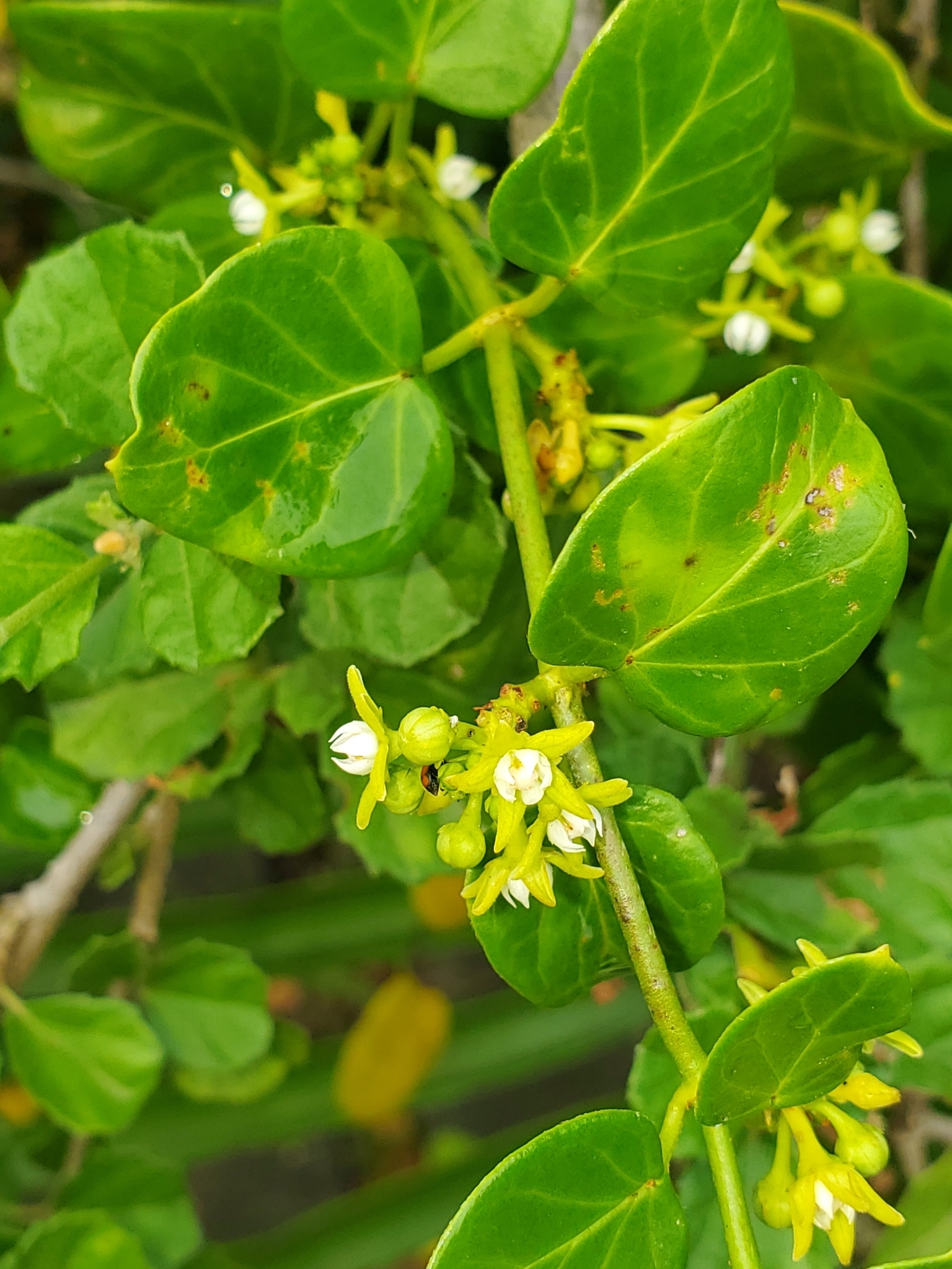 Cynanchum obtusifolium L.fil.