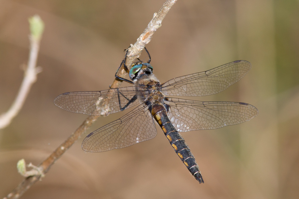 Epitheca spinosa (Robust Baskettail) (Dragonflies and Damselflies of ...