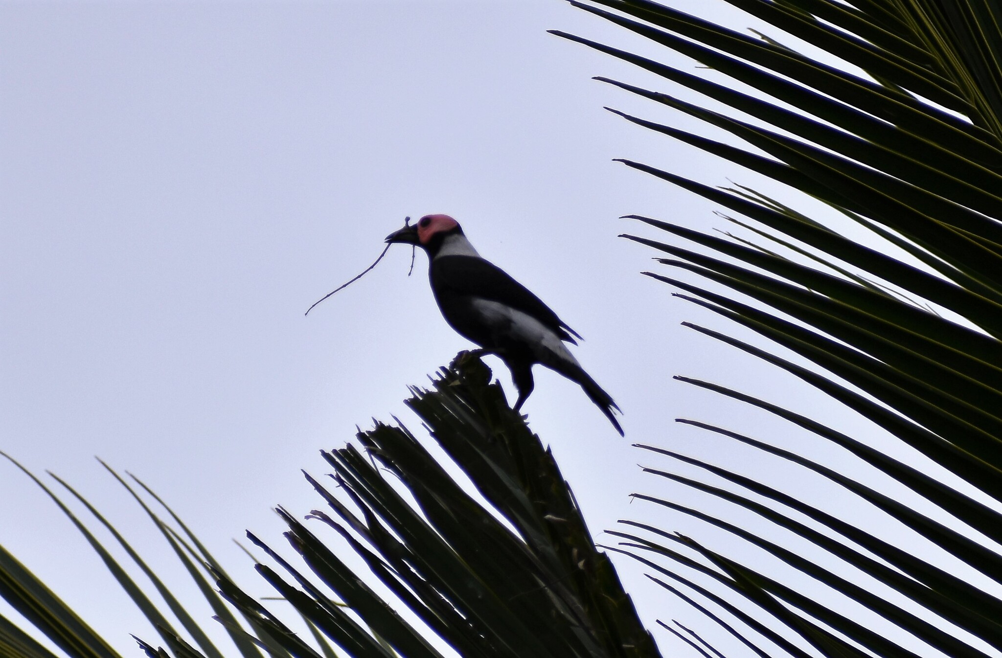 Sarcops calvus (Linnaeus, 1766)
