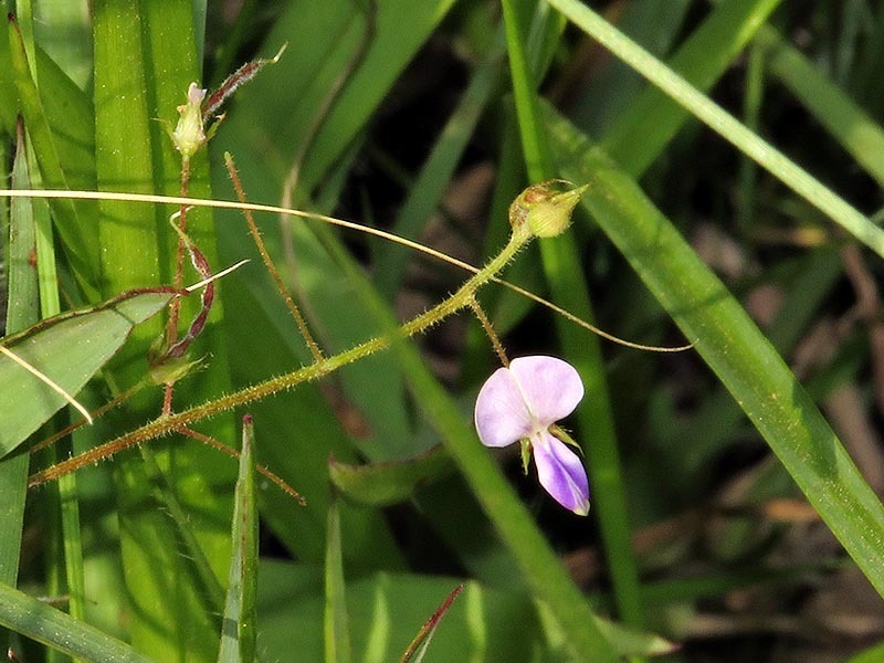 Grona setigera from Maphalaleni road, hilltop W of Ararat road junction ...