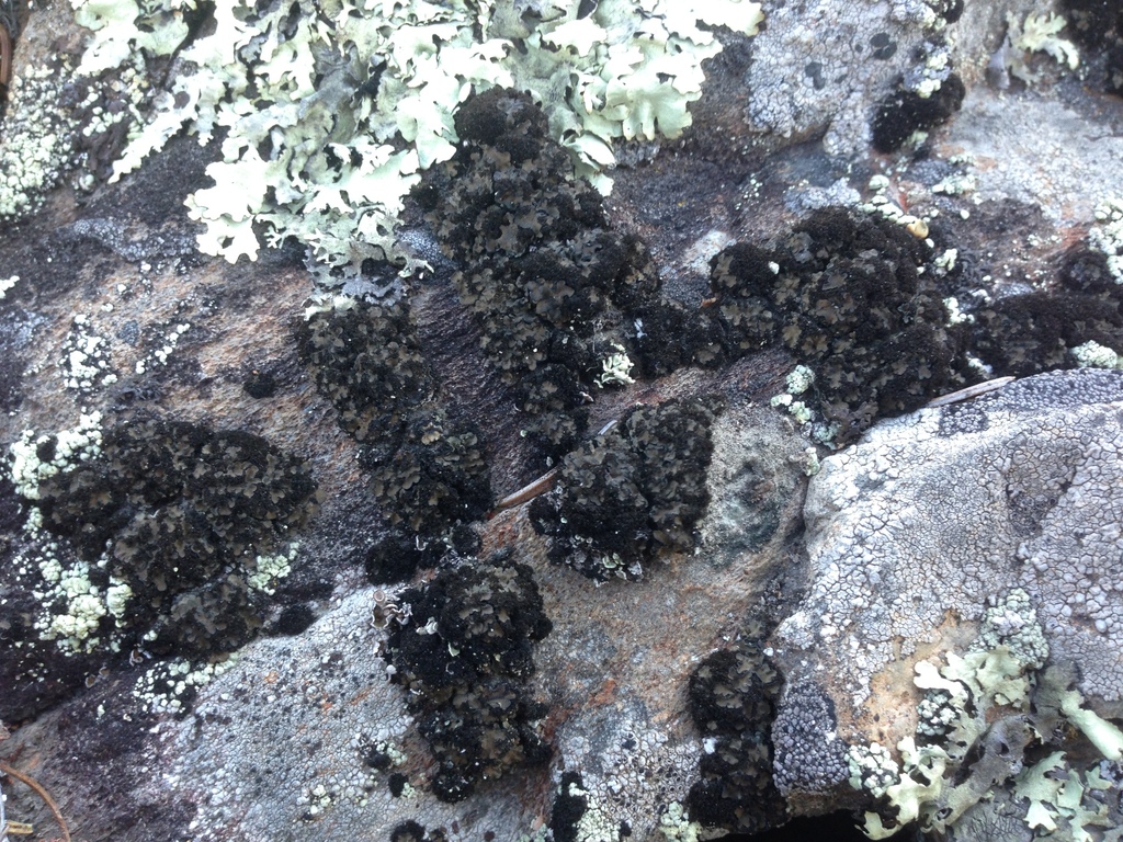 Blue-edged Scale Lichen from Fort Smith Region, NT X0E, Canada on ...