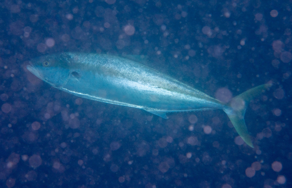 Yellowtail Kingfish from "Cape Solander, Sydney, New South Wales ...