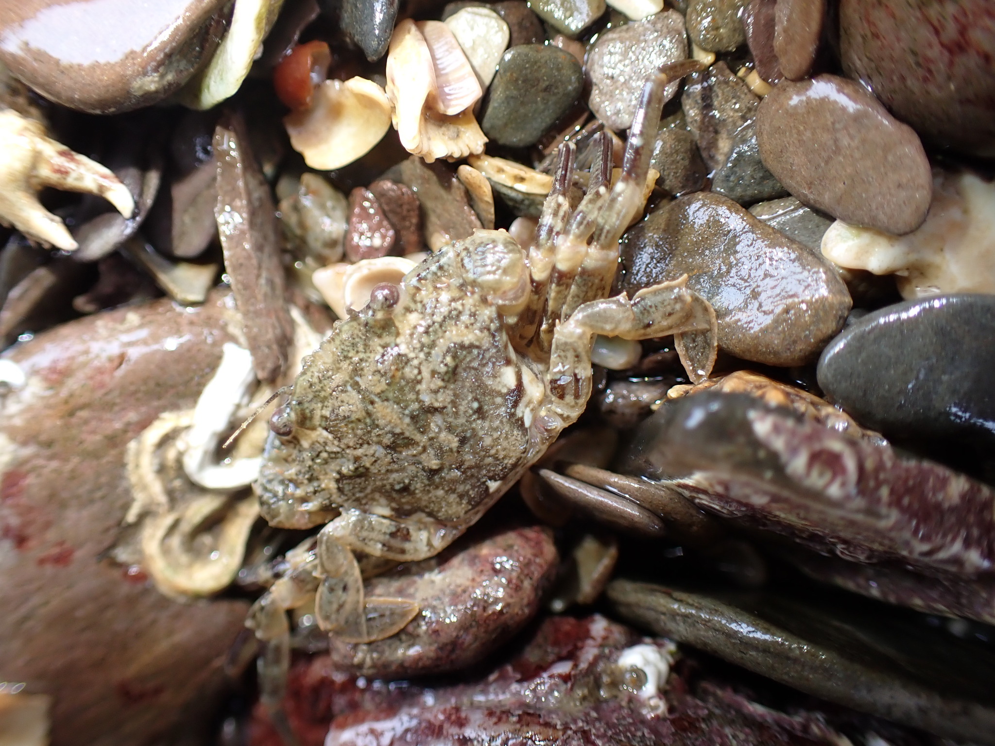 Necora puber (Linnaeus, 1767)