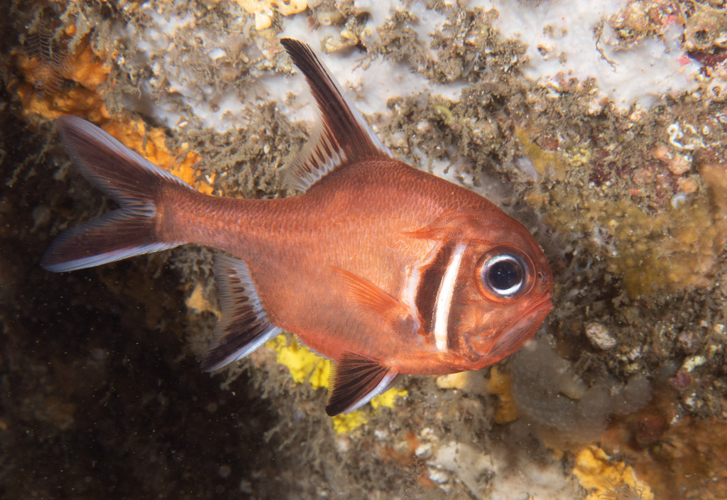 Southern Roughy from "Inside Henry Head, Botany Bay, Australia" on ...