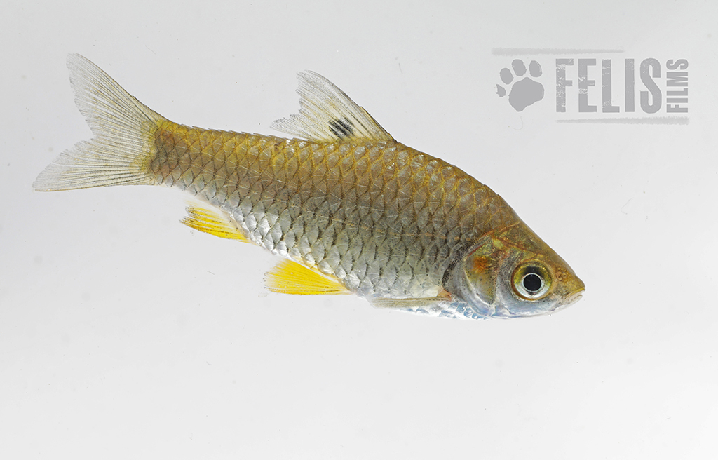 Swamp Barb from East Division, Arunachal Pradesh, India on January 16 ...