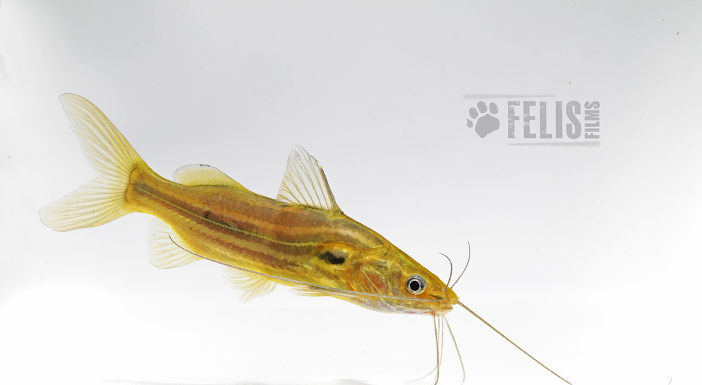 Striped Dwarf Catfish from East Division, Arunachal Pradesh, India on ...