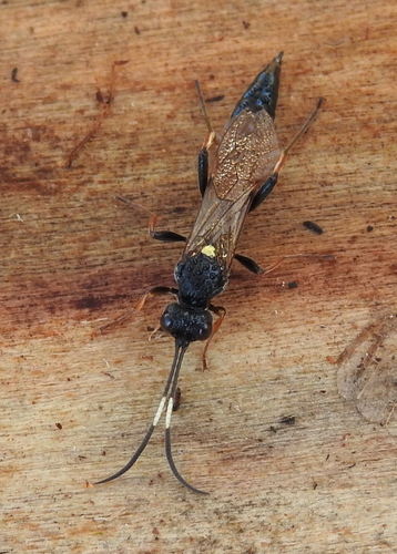 Genus Ulesta · iNaturalist