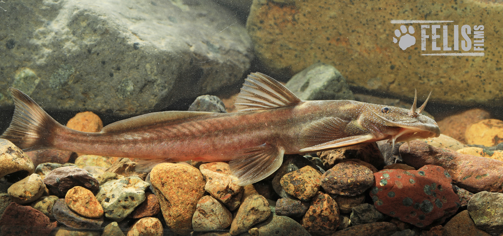 Exostoma tenuicaudatum from East Siang, IN-AR, IN on April 25, 2022 at ...