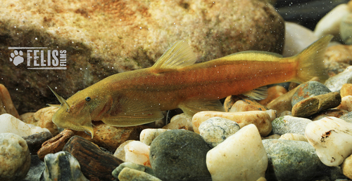 Exostoma tibetanum · iNaturalist