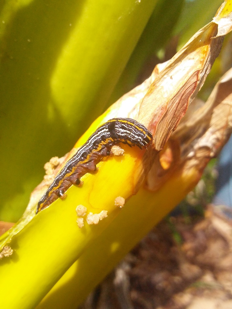 Lily Caterpillar Moth in March 2023 by R. Dozens enjoying a feed on ...