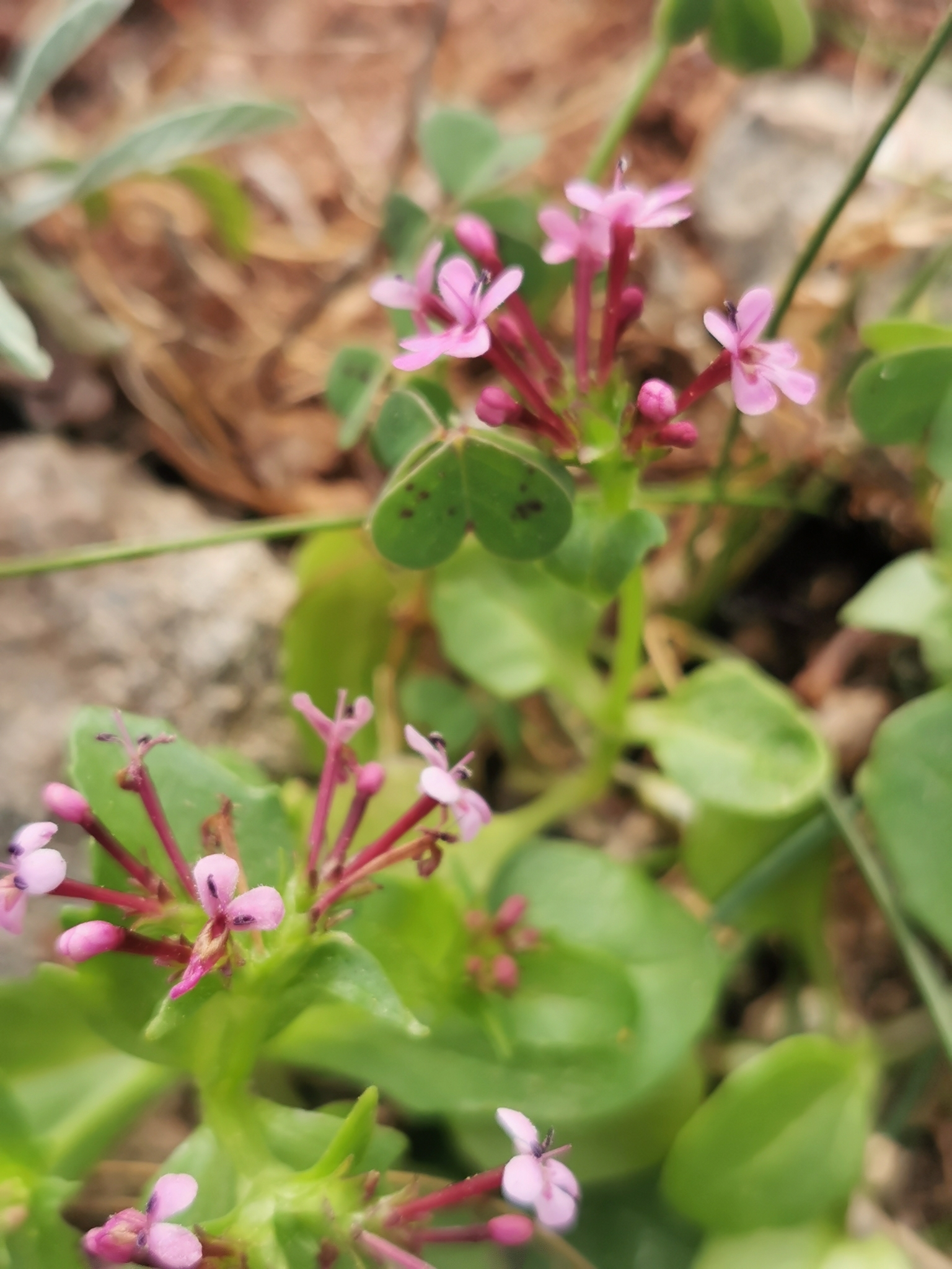 Fedia graciliflora Fisch. & C.A.Mey.