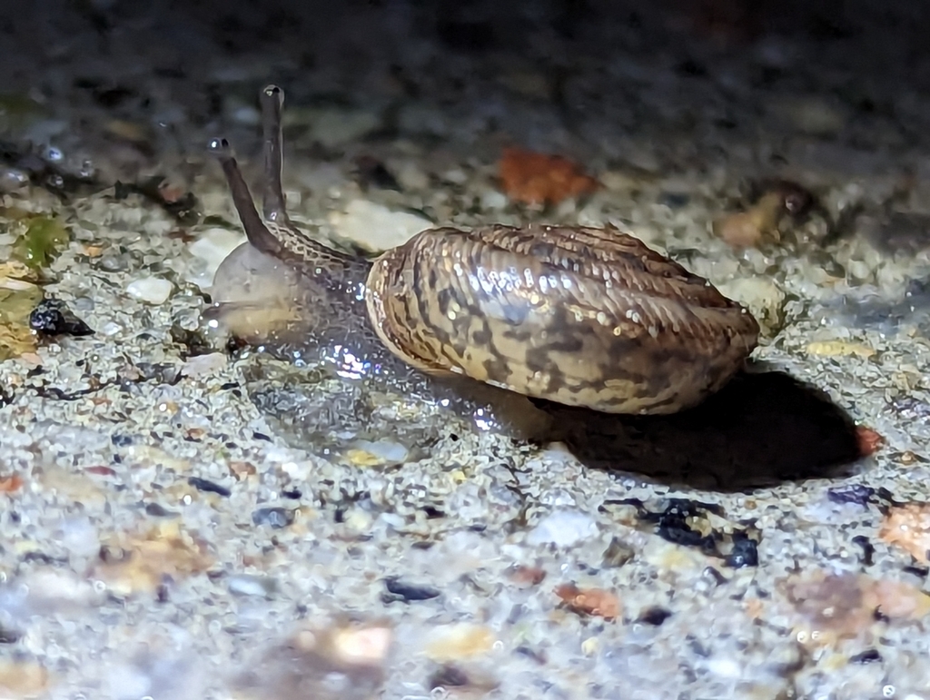 Southern Flatcoil from San Diego, CA 92119, USA on March 22, 2023 at 09 ...