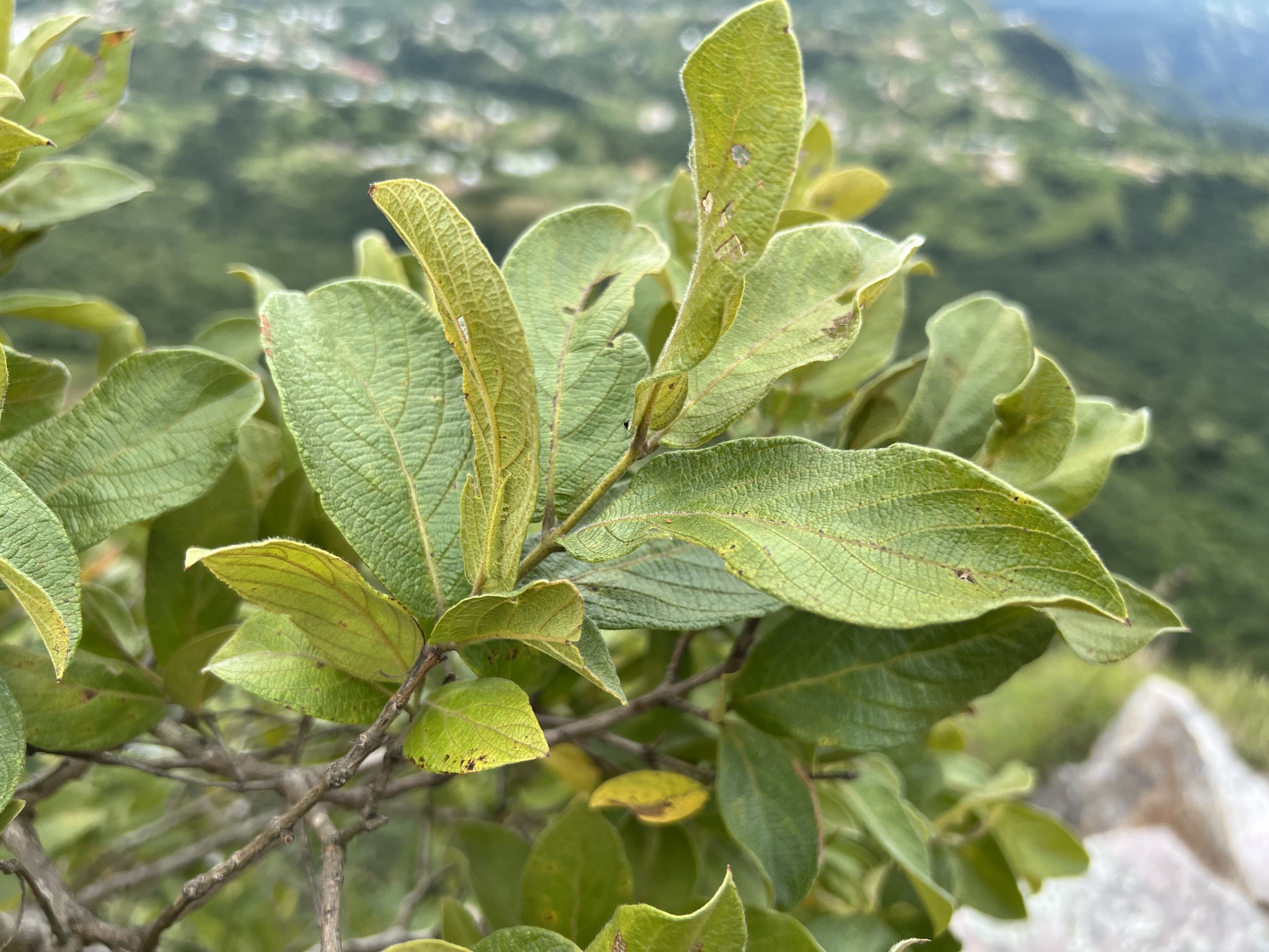 Combretum molle R.Br. ex G.Don