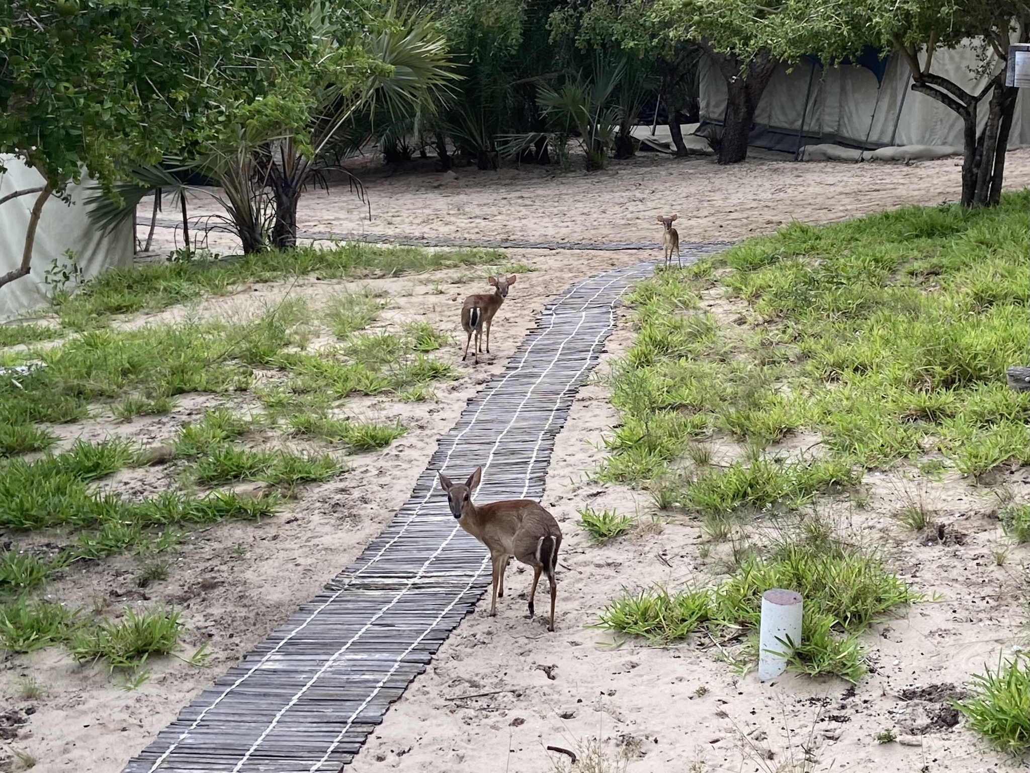 Neotragus moschatus (Von Dueben, 1846)