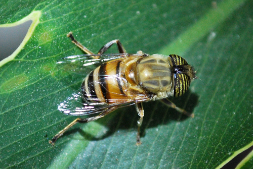 Stripe-eyed Lagoon Fly (Madeira Hoverflies) · iNaturalist