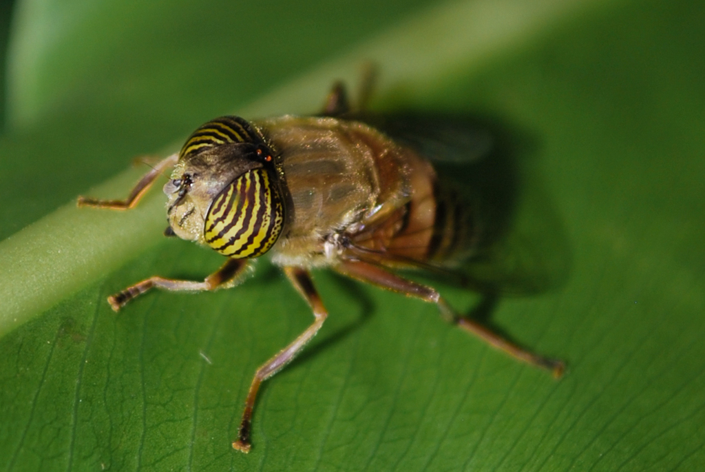 Stripe-eyed Lagoon Fly (Madeira Hoverflies) · iNaturalist