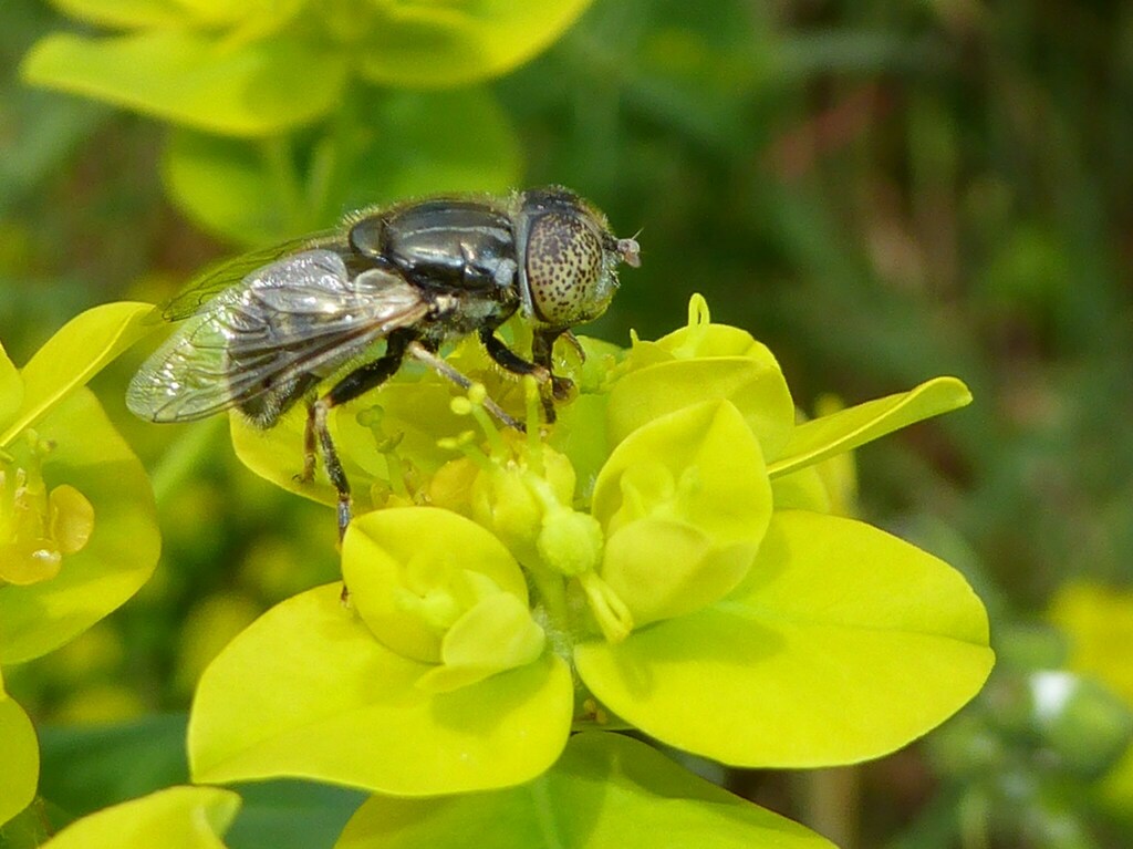 Common Lagoon Fly (Madeira Hoverflies) · iNaturalist