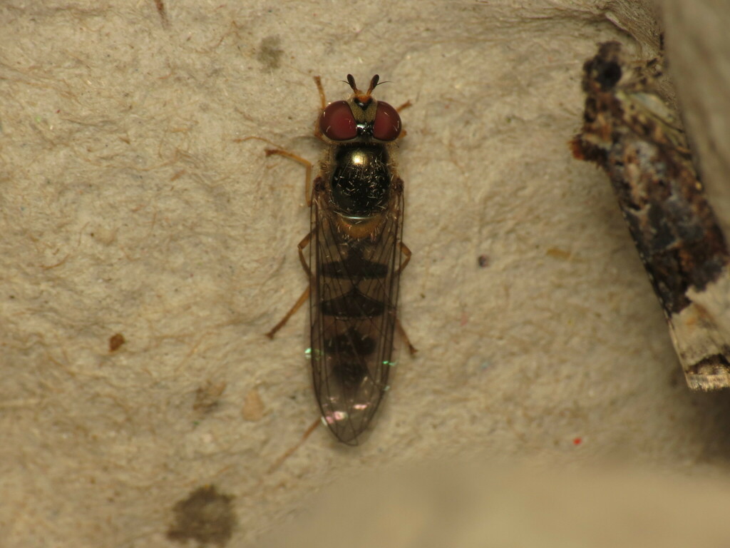 Spotted Meliscaeva (Madeira Hoverflies) · iNaturalist