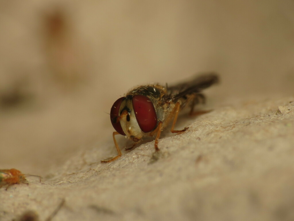 Spotted Meliscaeva (Madeira Hoverflies) · iNaturalist