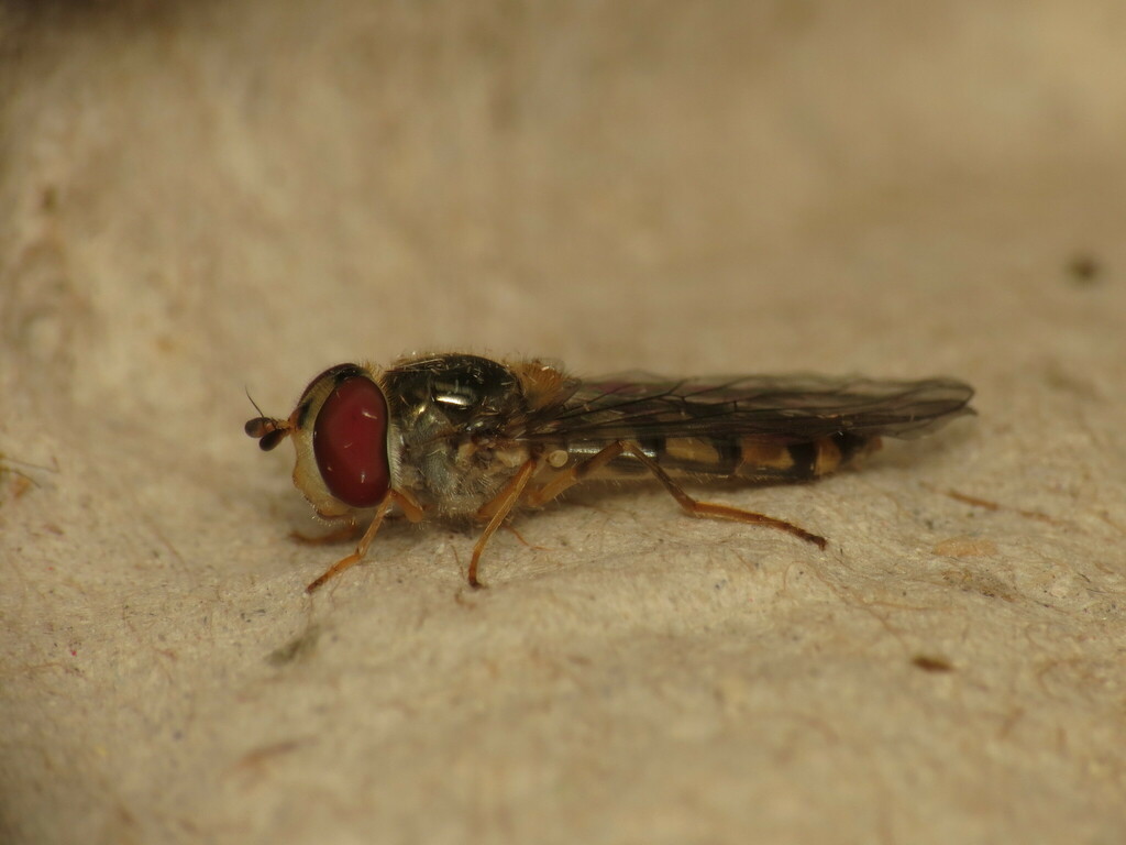 Spotted Meliscaeva (Madeira Hoverflies) · iNaturalist