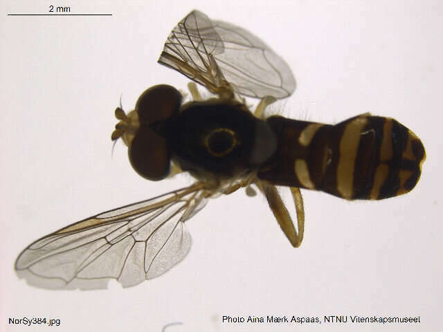 Sphaerophoria rueppellii (Madeira Hoverflies) · iNaturalist