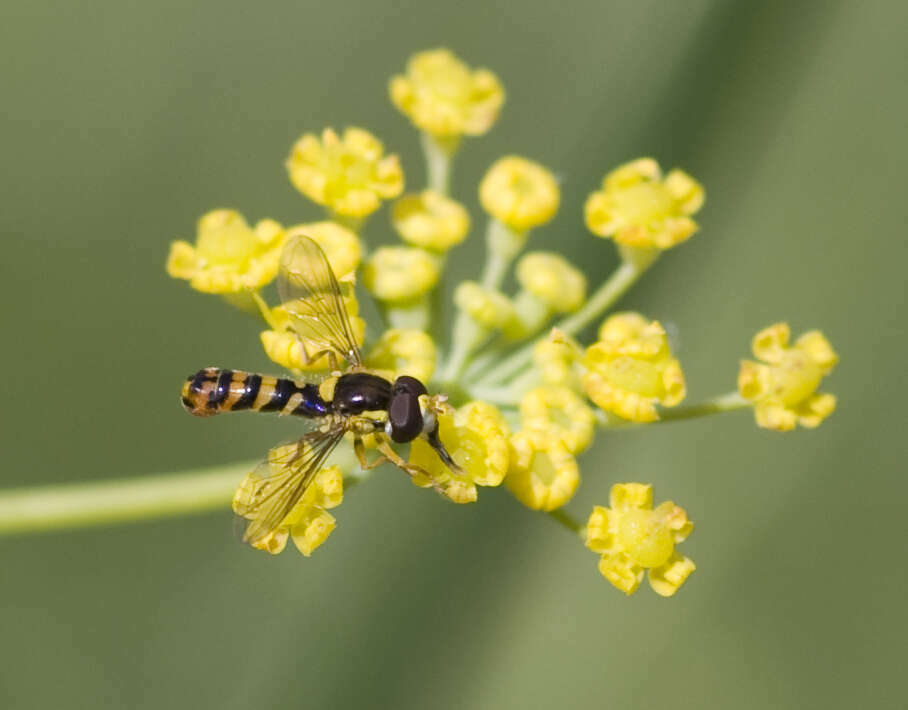Sphaerophoria rueppellii (Madeira Hoverflies) · iNaturalist
